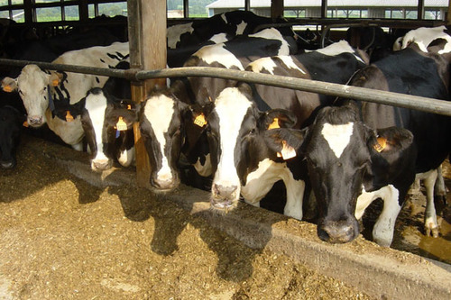 Animal and Poultry Feed | foodtestingindia.com